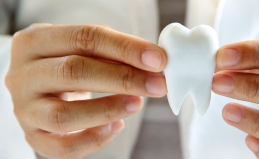 What Are the Various Teeth Called and What Are They Made Of ...