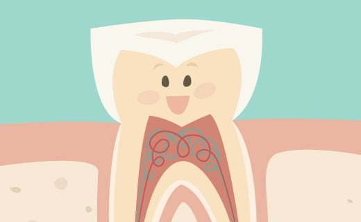 Basic Tooth Facts: Meet Your Teeth | Affordable Dentist Greater Atlanta
